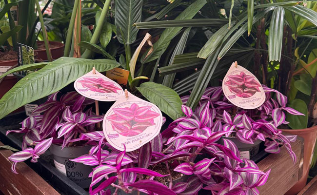 Baytree Garden Centre